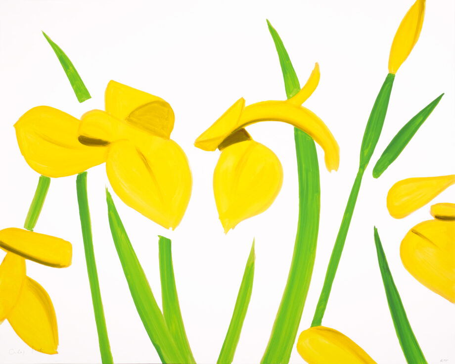 Yellow Flags on White - Lococo